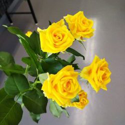 観葉植物、鉢花、切り花の花情報、卸売り ひめじせいか（姫路生花卸売市場） » Blog Archive » %e3%82%b9%e3%83 ...