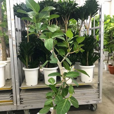 観葉植物、鉢花、切り花の花情報、卸売り ひめじせいか（姫路生花卸売市場） » Blog Archive » 7_%e3%83%95%e3%82 ...